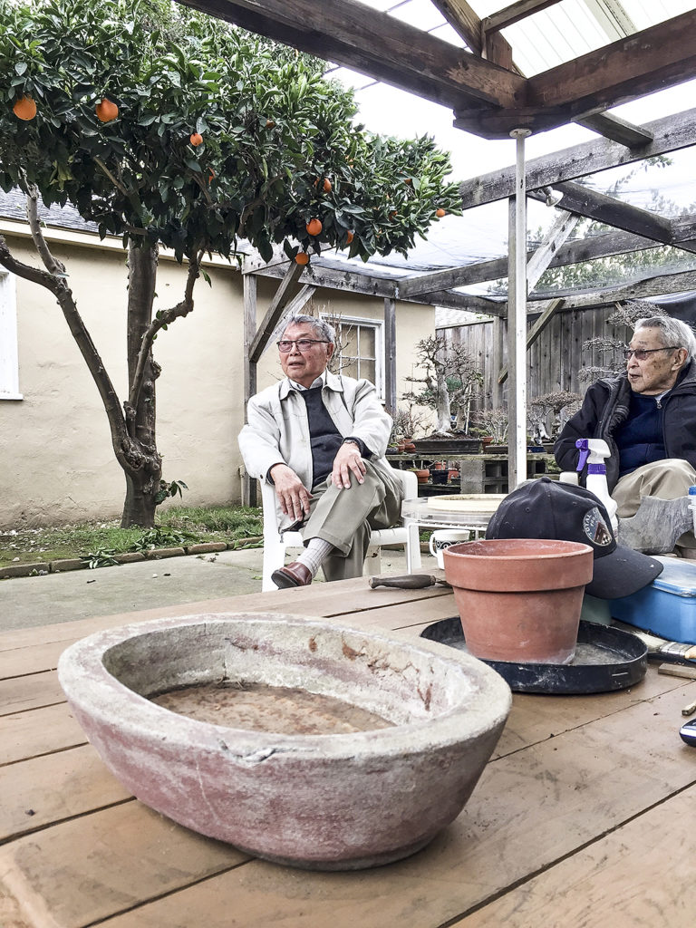 Fujimoto's Cement Pots: Bonsai Part II - 50 Objects